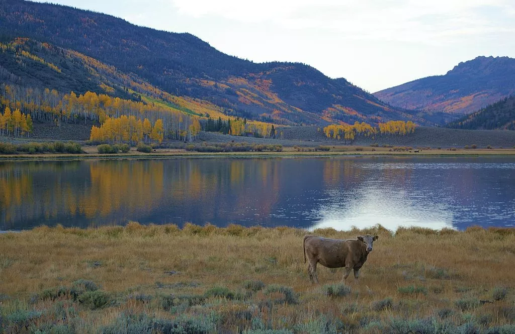 Lake Shore | Intellipop | Fiber Internet Services